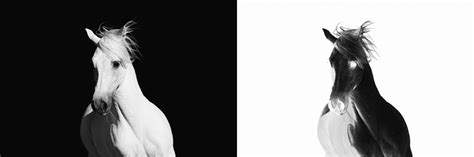 Example Of Grayscale Image In Left And Inversion Of That Image In