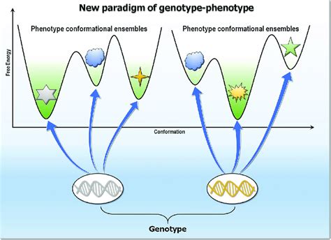 New Paradigm Of Genotype Phenotype In This View Genotype Encodes A Download Scientific