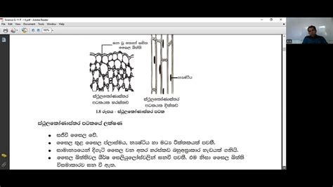 විද්‍යාව 11 ශ්‍රේණිය පන්තිය ජීවී පටක 20250202 Recording Youtube