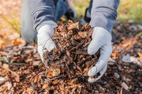 Mulches For The Home Landscape Alabama Cooperative Extension System