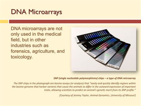 Dna Microarray Presentation Dna Fingerprinting Dna Biotechnology Pdf