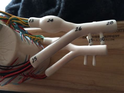 Deluxe Spinal Column Anatomy And Physiology Physiology Spinal Column