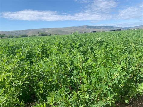 About Alfalfa Hay Anderson Hay And Grain