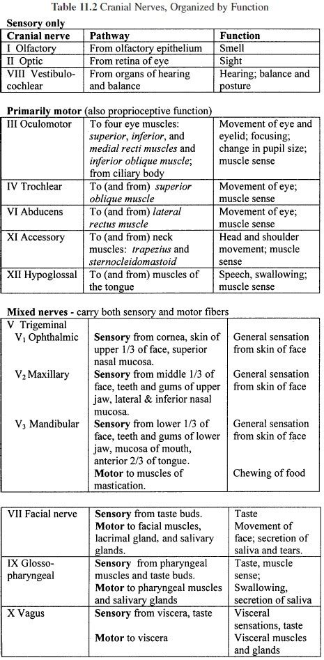 Cranial Nerves Innervate Structures Of The Head Nervous System Neuroanatomy