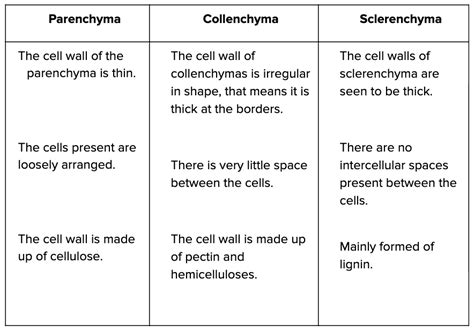 Collenchyma Parenchyma Sclerenchyma