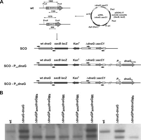 Complementation Of The M Smegmatis Dnag Sco Strain A Schematic Download Scientific Diagram
