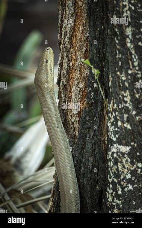 Olive Python Liasis Olivaceus Also Known As Olive Coloured Python Ubirr Northern Territory