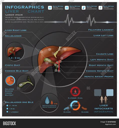 Liver Gallbladder Vector And Photo Free Trial Bigstock