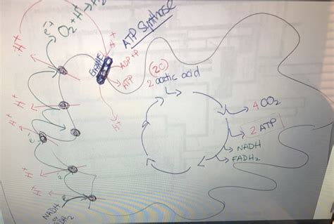 Solved Draw All Three Metabolic Pathways In Your Bluebook Chegg