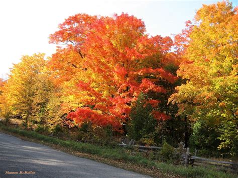Fall Colours An Extra Reason To Visit Island Art Gallery Sault This Week
