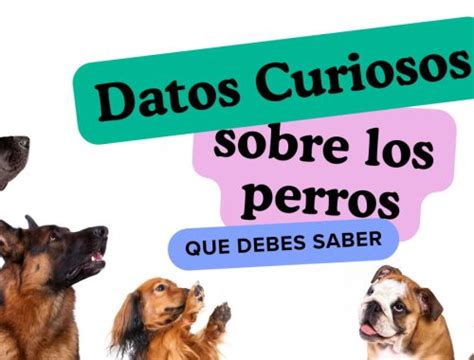 Curiosidades Sobre Los Perros Archivos Vida Y Estilo