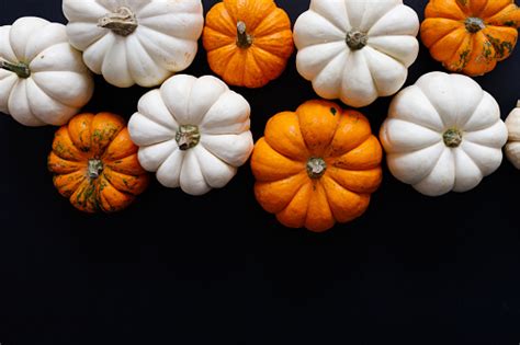 할로윈 플랫 레이 구성의 검은 종이 박쥐 랜드 호박을 오렌지색 배경에 놓습니다 할로윈 개념 0명에 대한 스톡 사진 및 기타 이미지 Istock