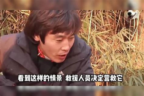 狗突然变得凶猛好斗不允许任何人靠近，原因竟是害怕再次失去孩子原因孩子