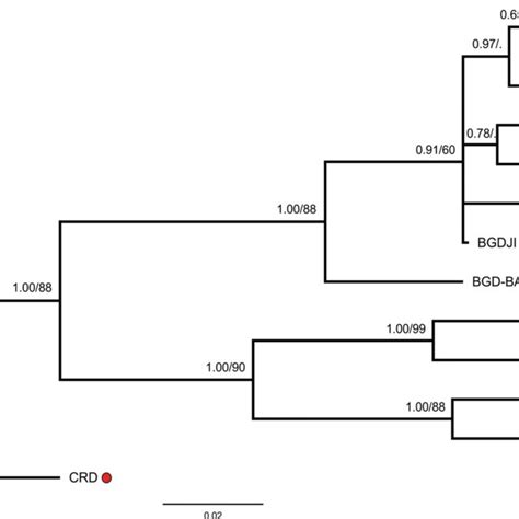 Bayesian And Maximum Likelihood Topology Depicting The Evolutionary