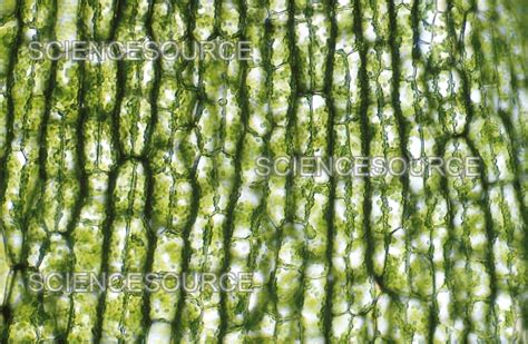 Elodea Cells Under A Microscope