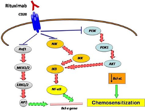 Pdf Understanding Rituximab Function And Resistance Implications For