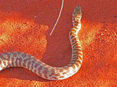 Unexpected Encounters With Australian Reptiles 1 Stimsons Python Antaresia Stimsoni