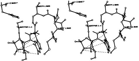 Proton Endor Spectra Of Reaction Mixtures Of Spin Labeled Methyl L