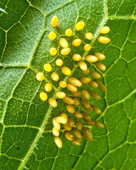 Pooja Negi Posted On Linkedin