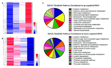 The Proteins Levels And Enrichment Analysis In The Proteomics A Download Scientific