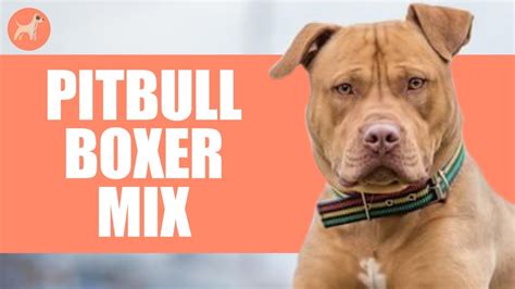 Bullboxer Dog Breed All About Pitbull Boxer Mix 2021 Guide Youtube