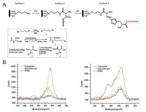 3 Surface Treatment Scheme For Peptide Functionalization On A Si 100