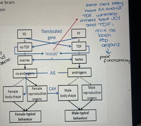 Wk4 Hormones And Learning In Sexual Development Flashcards Quizlet