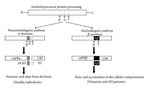App Processing In Nondemented Healthy Individuals And Ad Patients App Download Scientific