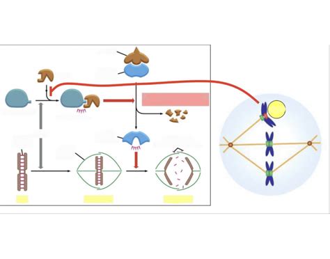 Spindle Assembly Checkpoint Quiz