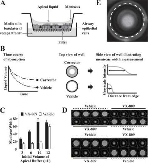 High Throughput Surface Liquid Absorption And Secretion Assays To Identify F508del Cftr