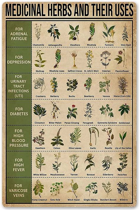 Medicinal Herbs And Their Uses Vintage Rustic Styled House Decor
