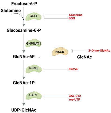 The Hexosamine Biosynthesis Pathway Regulation And Function Pubmed