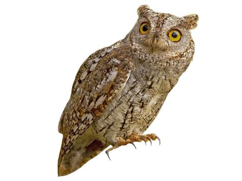 Oriental Scops Owl Otus Sunia Identification Birda