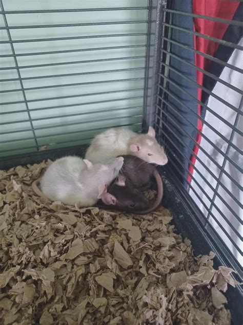 Need Rat Names R Rat