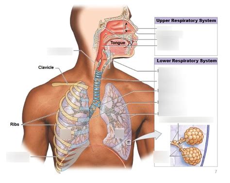 Upper And Lower Respiratory Anatomy Diagram Quizlet