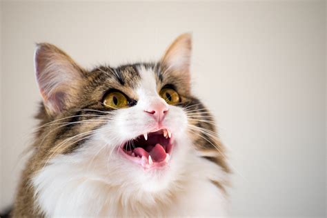8 Types Of Cat Meows And What They Mean With Videos Catster