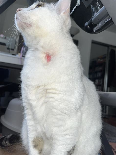 Weird Red Circle On My Cats Neck Raskvet