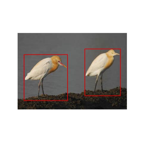 Evaluation Matrix For Object Detection Using Iou And Map