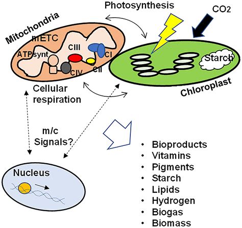 Mitochondria And Chloroplasts Function In Microalgae Energy Production [peerj]