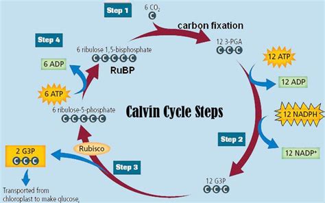 Everything You Need To Know About The Calvin Cycle BIOLOGY JUNCTION