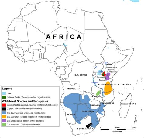 Wildebeest Migration Map