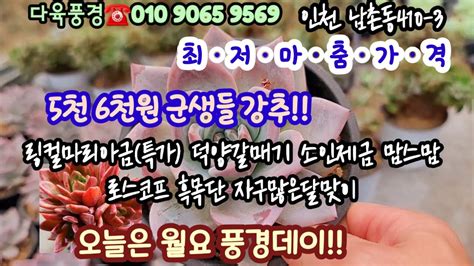 월요풍경데이~오늘은 군생6천다육들이 많아요링클마리아금 맘스맘 로스코프 흑목단 자구많은달맞이 누다복륜금 대품파스텔 Youtube