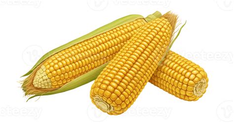 Fresh Yellow Corn Cobs With Green Husks 59059272 Png