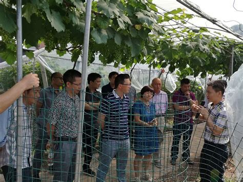 璧山启晨农庄葡萄基地 重庆禾匠农业科技服务有限公司