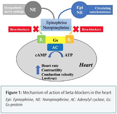 Antiarrhythmic Properties Of Beta Blockers Focus On Nebivolol International Journal Of The