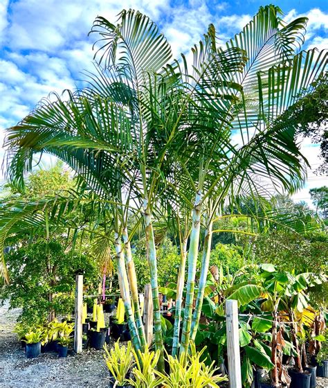 Experience The Beauty Of The Areca Palm Tree In Matlacha