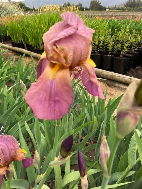 Lirios Iris X Germanica
