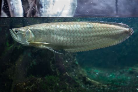 The Complete Arowana Fish Guide Care Setup Price And More
