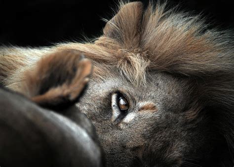 A Close Gaze Photograph By Lisl Moolman Pixels