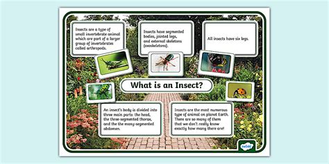 What Is An Insect Display Poster Teacher Made Twinkl